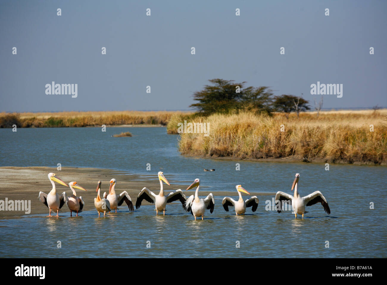 Great white pelican flock on the Nata River Stock Photo - Alamy
