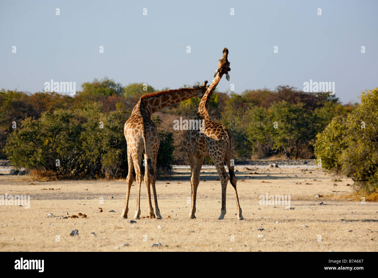 Giraffe neck fight hi-res stock photography and images - Alamy