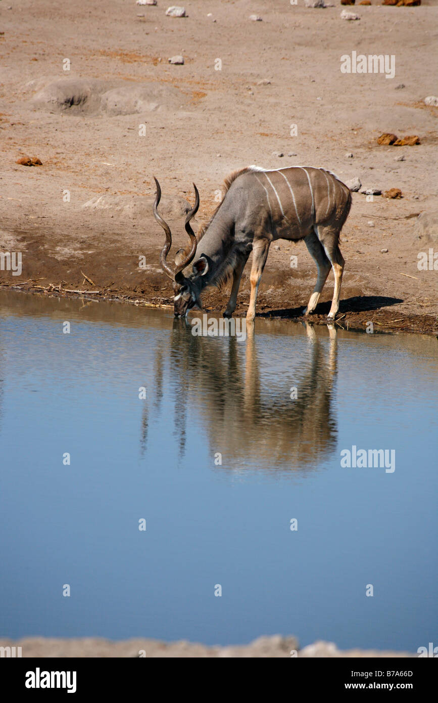 Kudu bull drinking from a waterhole Stock Photo - Alamy