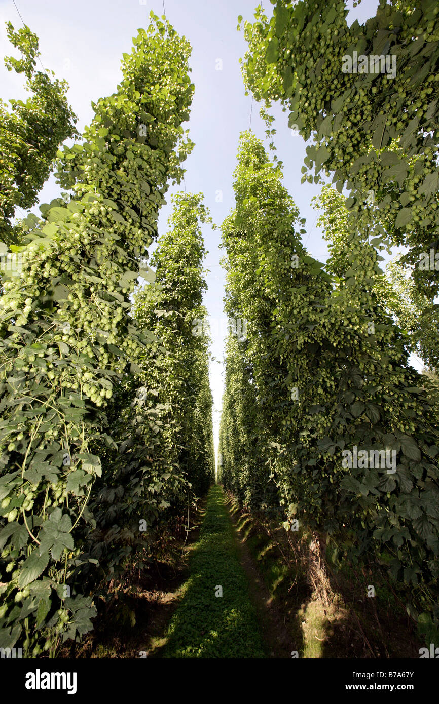 Hops garden near Wolznach in der Hallertau, Bavaria, Germany, Europe ...
