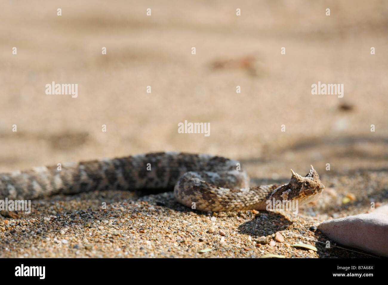 Horned Adder High Resolution Stock Photography and Images - Alamy