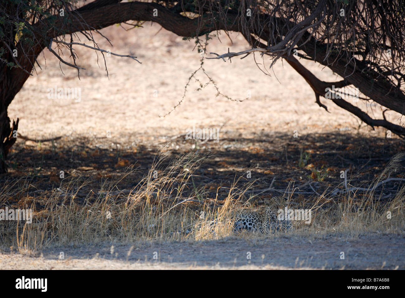 Shade tree hi-res stock photography and images - Alamy