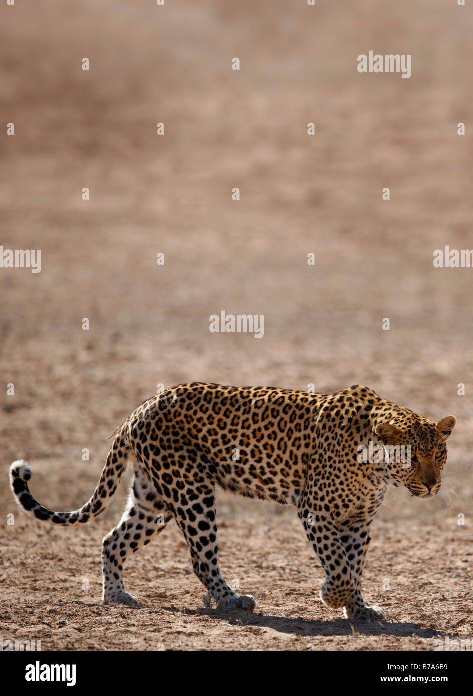 Walking stride hi-res stock photography and images - Alamy