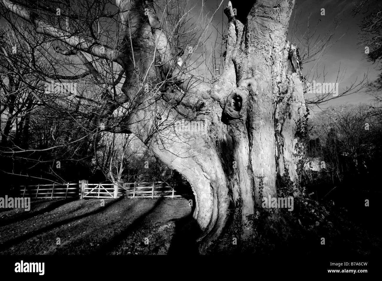 Trunk ancient old tree Black and White Stock Photos & Images - Alamy