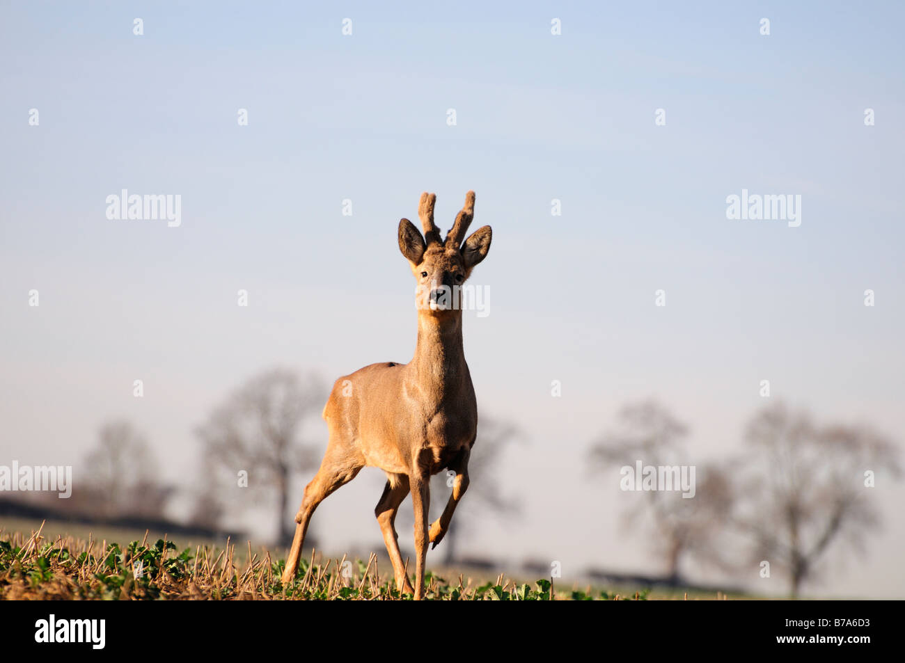 Roe doe hi-res stock photography and images - Alamy