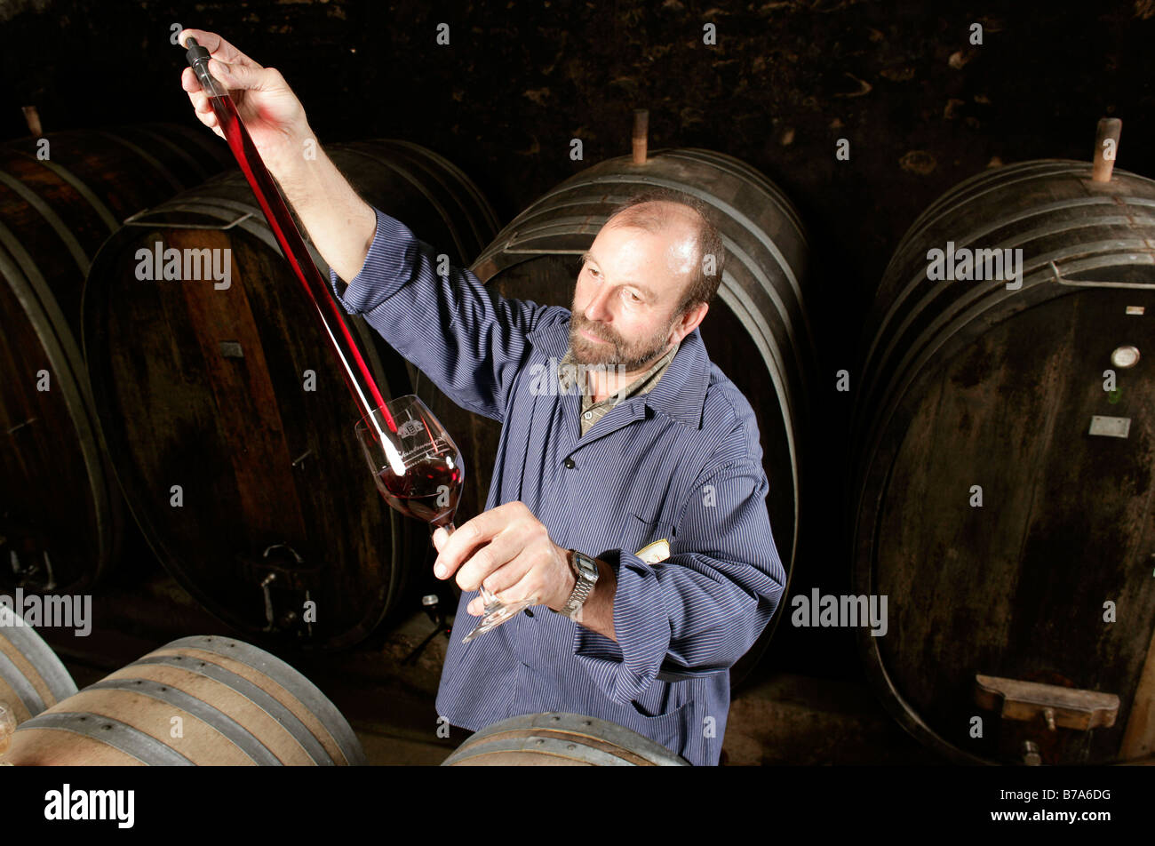Cellarer Hans Breisacher taking wine sample from an oak barrel in the ...