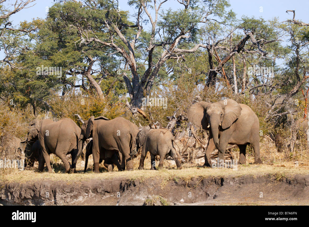 African elephants breeding hi-res stock photography and images - Alamy