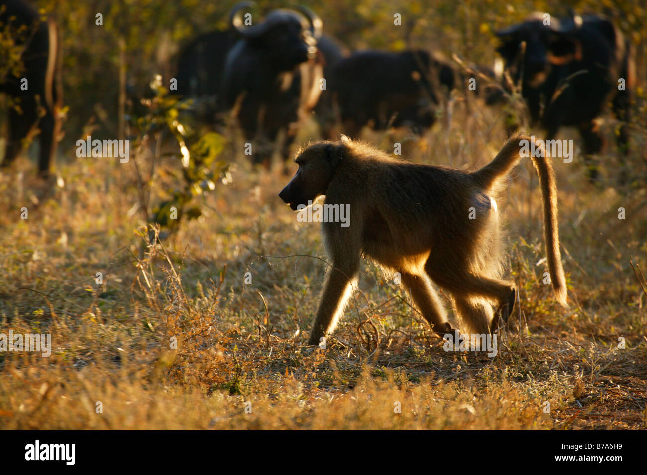 Herd primate hi-res stock photography and images - Alamy
