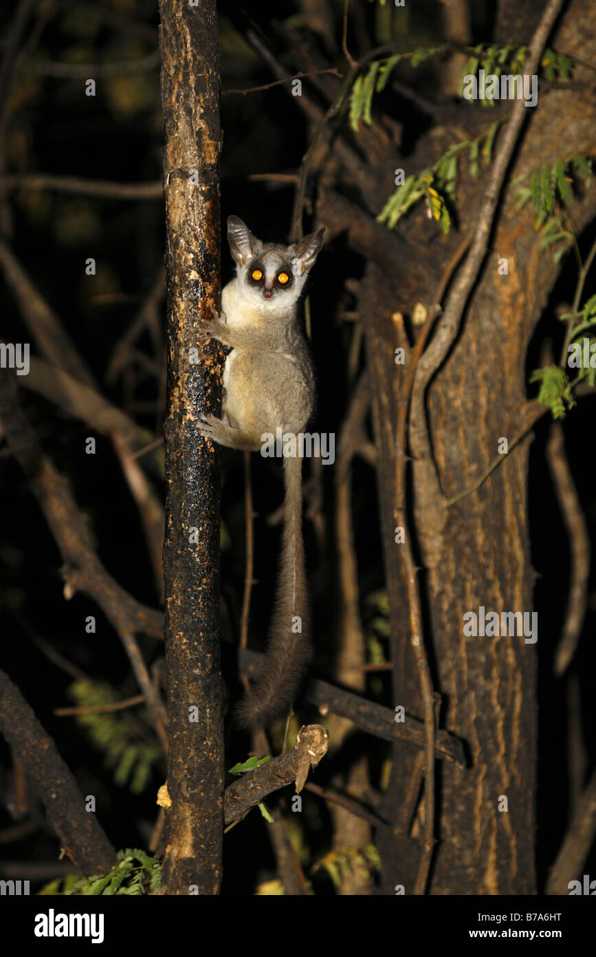A lesser Galago or Bushbaby in a tree at night Stock Photo - Alamy