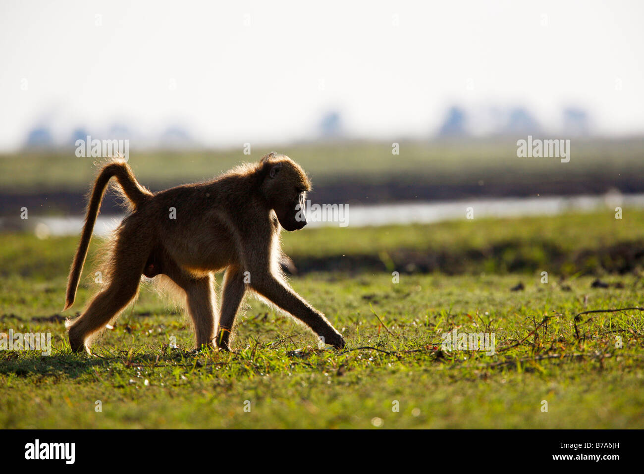 Walking foraging hi-res stock photography and images - Alamy