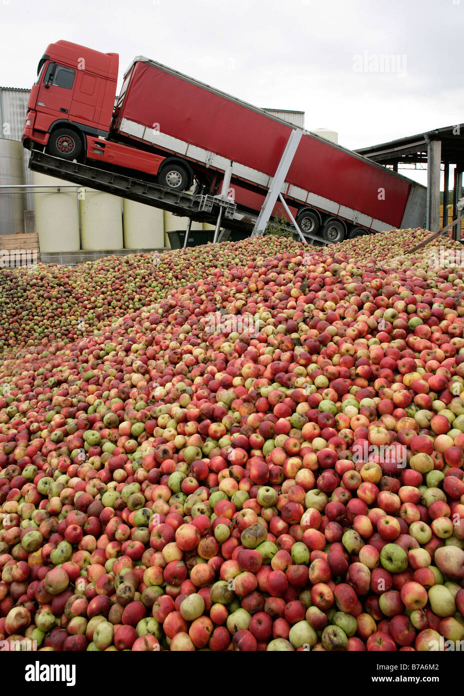 Lorry, truck with apples on a ramp delivering apples to fruit juice ...