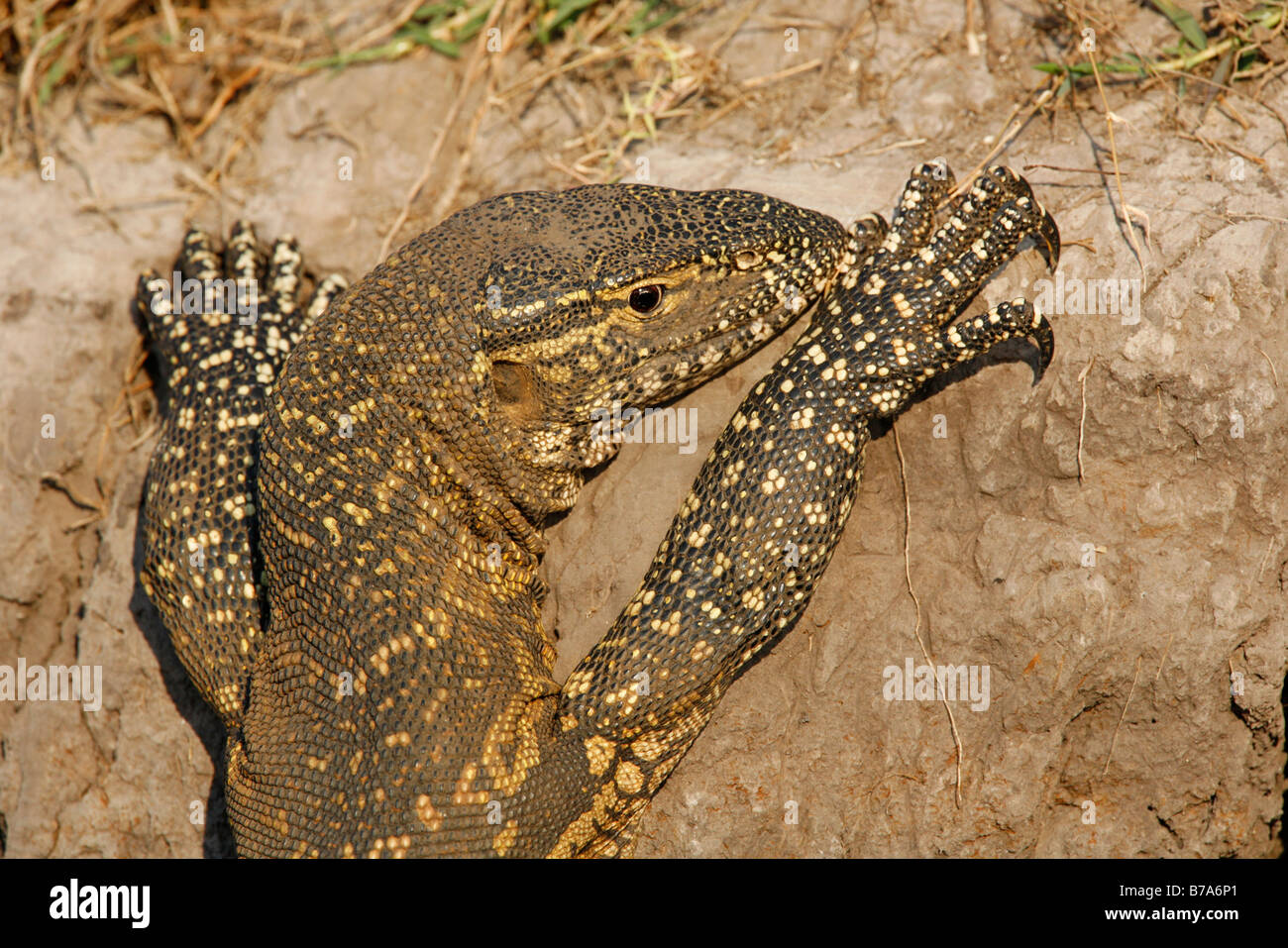 African monitor lizard hi-res stock photography and images - Alamy