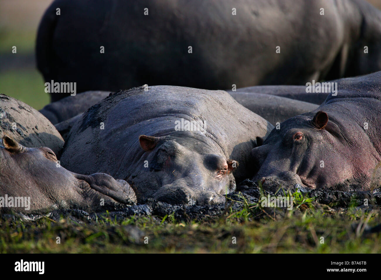 Hippo Laying Down In Water