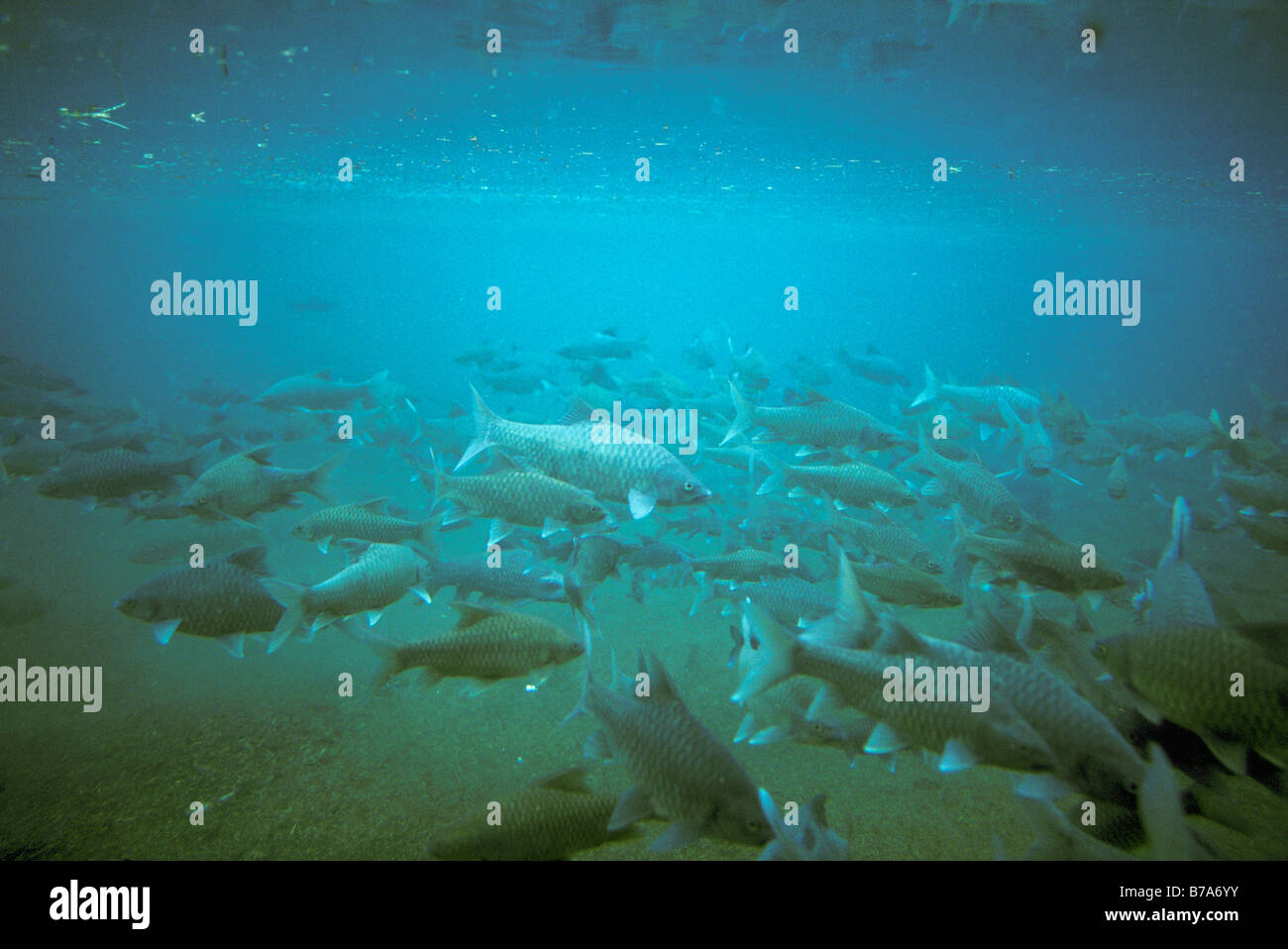 School of Labeo fish Stock Photo - Alamy