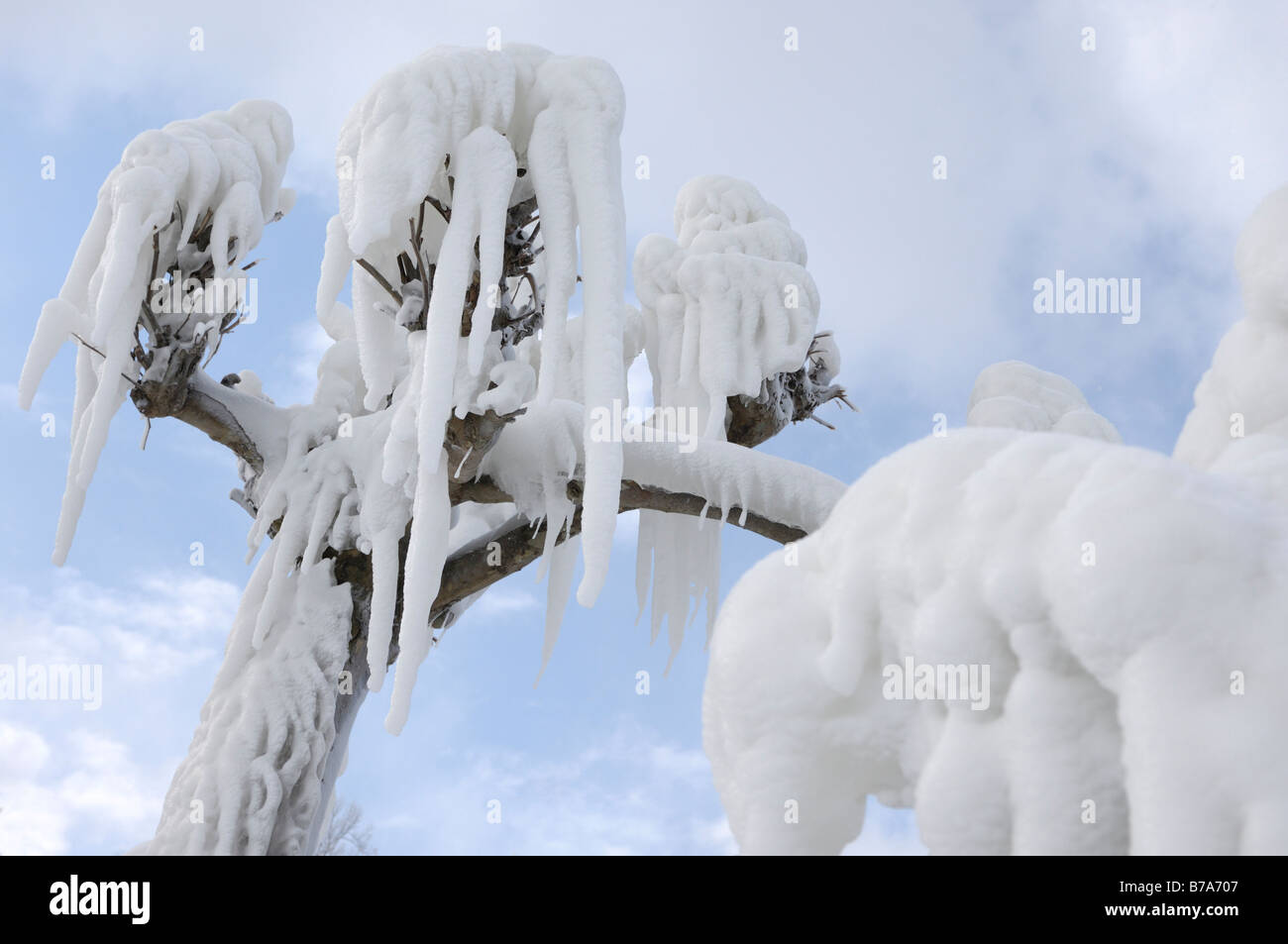 Lone frozen trees hi-res stock photography and images - Alamy