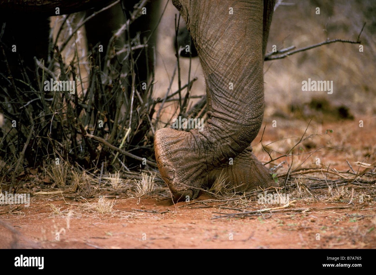 African elephant (Loxodonta africana) close up of legs and foot Stock ...
