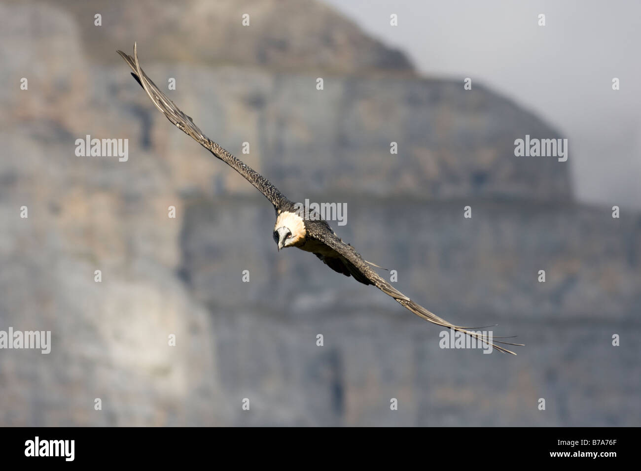 Bearded vulture , Gypaetus barbatus , in flight at ordesa national park ...