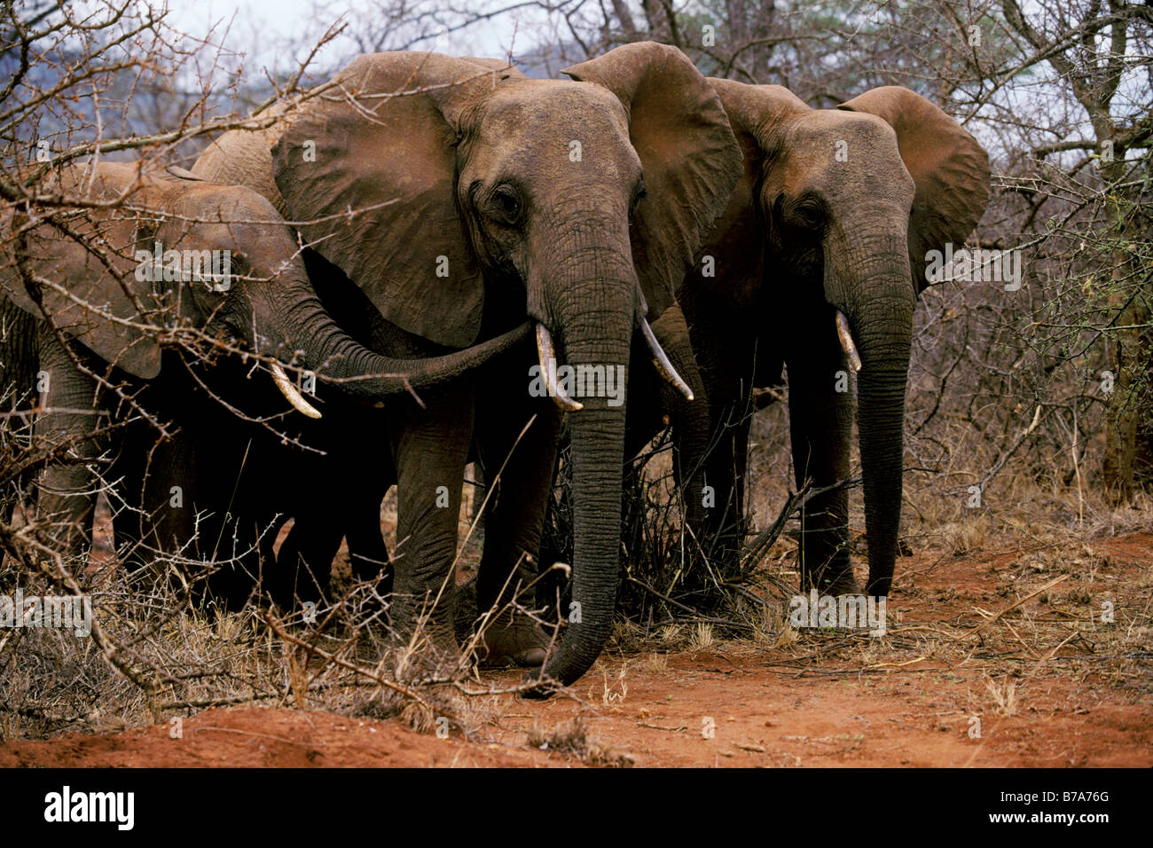 African elephant family group (Loxodonta africana Stock Photo - Alamy
