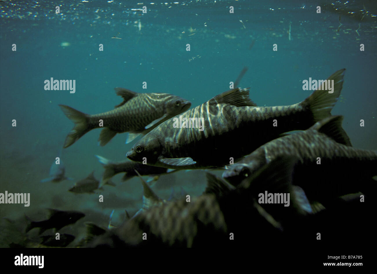 School of Labeo Stock Photo - Alamy