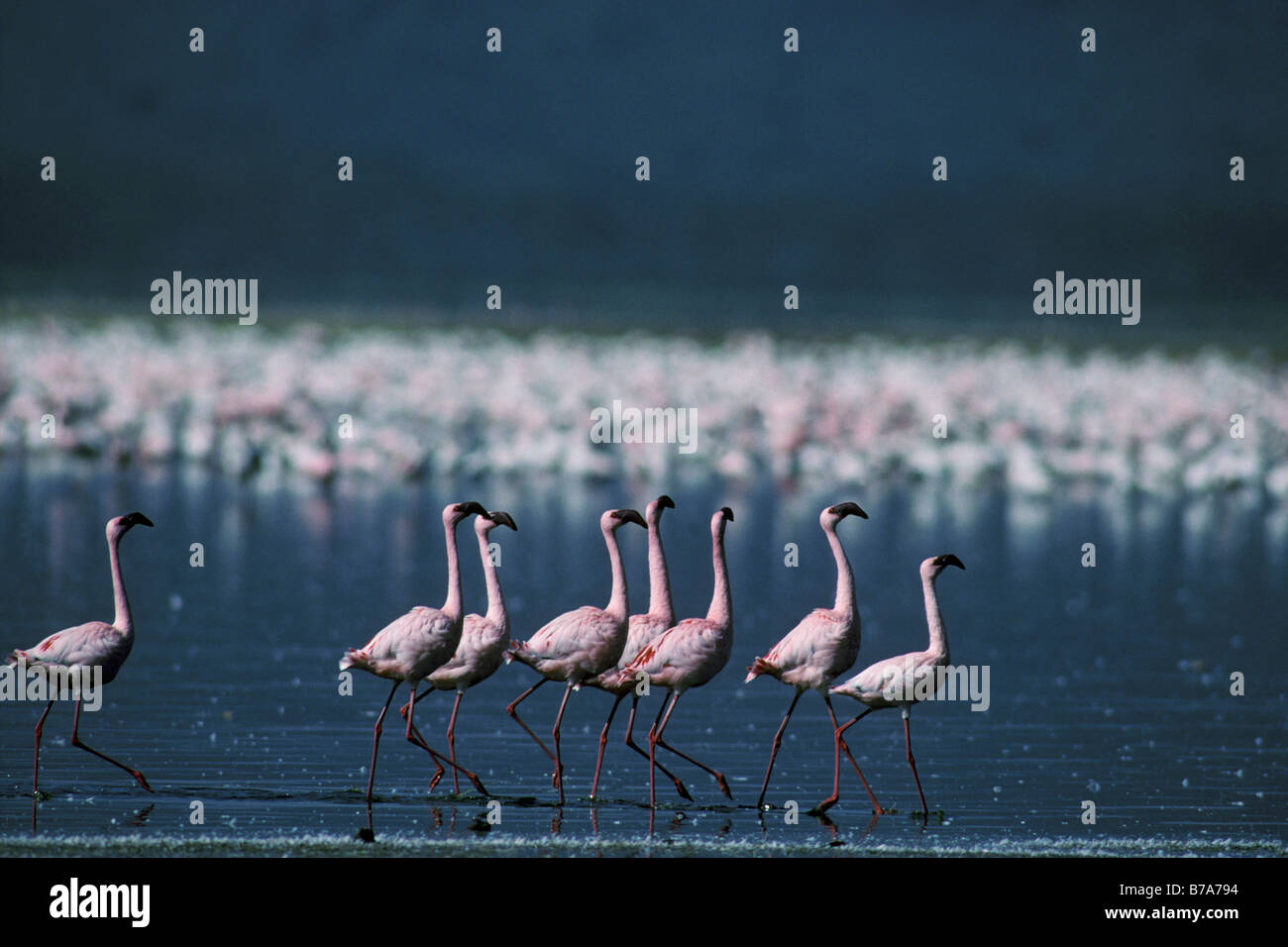 Lesser flamingos massive flock in water (Phoenicopterus minor Stock ...