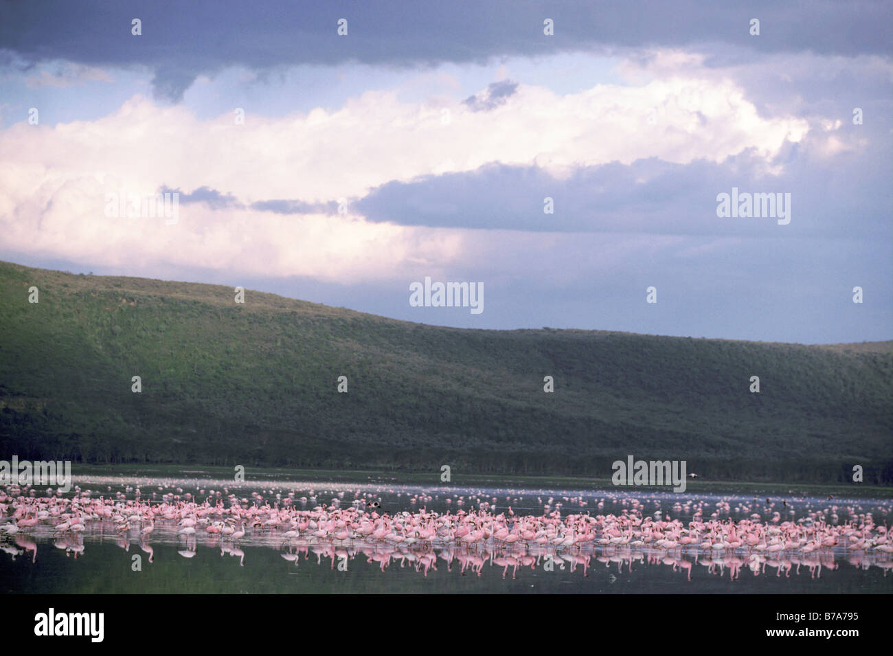 Lesser flamingos massive flock in water (Phoenicopterus minor Stock ...
