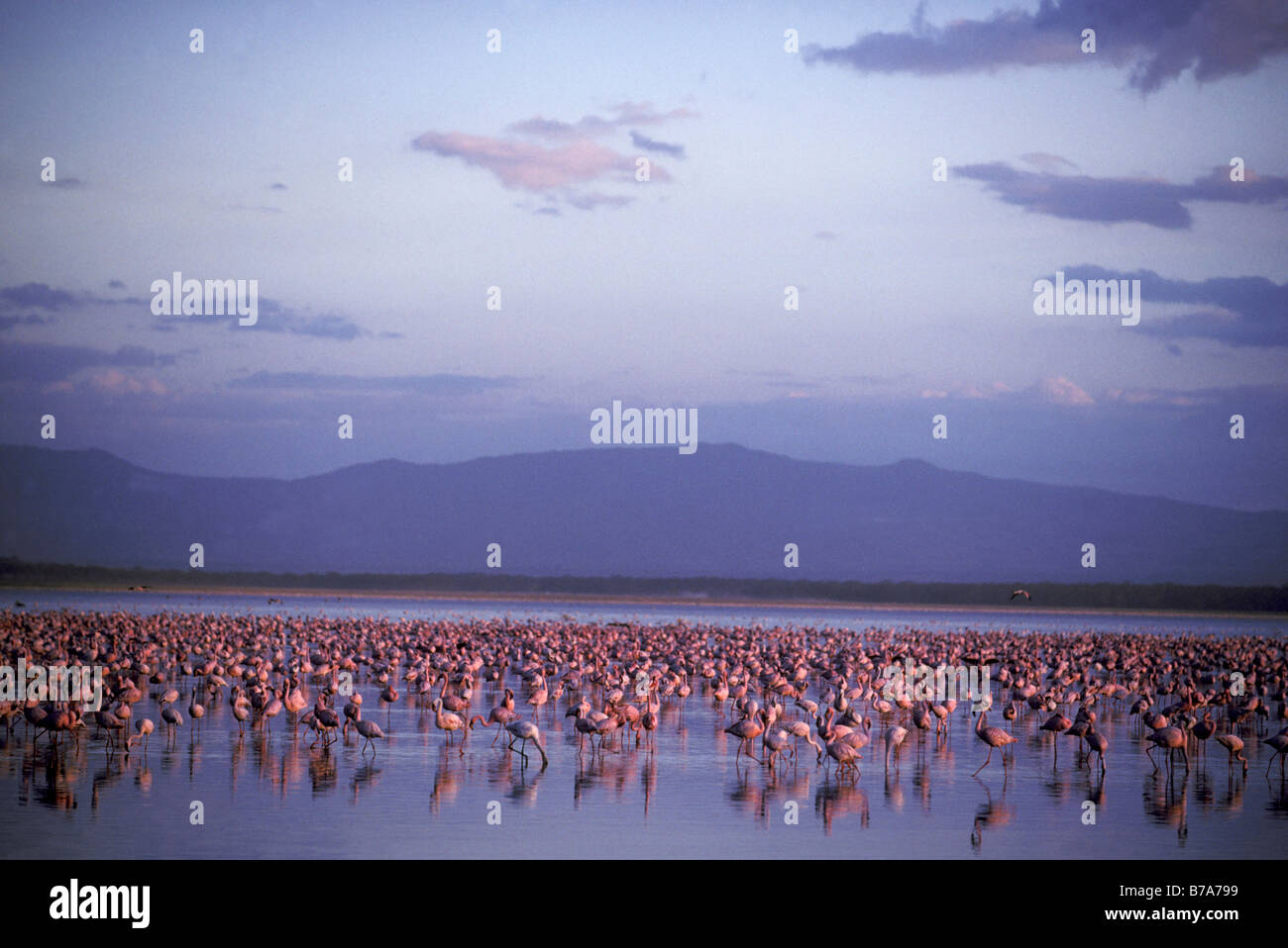 Lesser flamingos massive flock in water Stock Photo - Alamy
