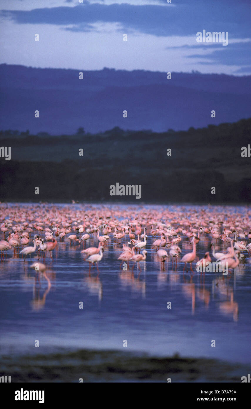 Lesser flamingos massive flock in water Stock Photo - Alamy
