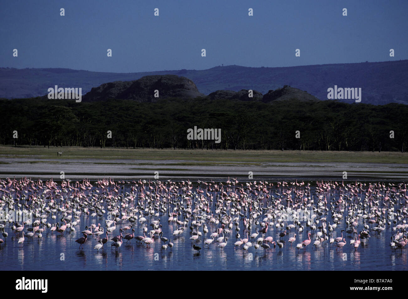 Large flock of Lesser flamingos (Phoenicopterus minor Stock Photo - Alamy