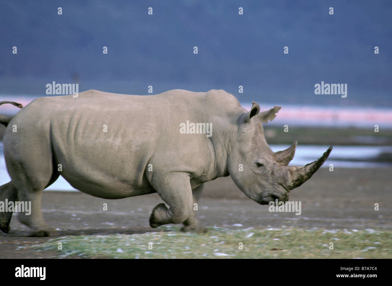 Rhino running hi-res stock photography and images - Alamy