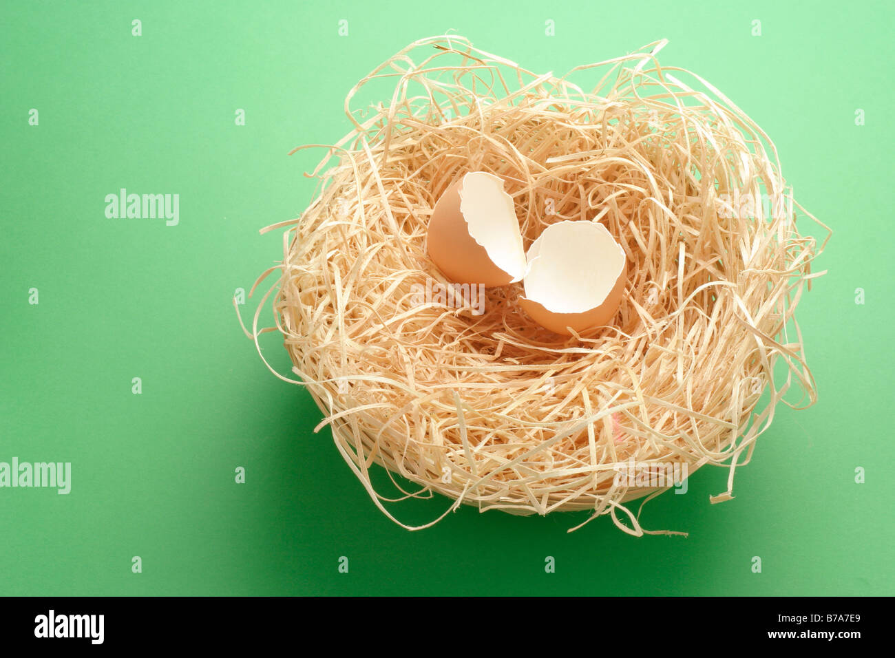 Hen broken egg nest hi-res stock photography and images - Alamy
