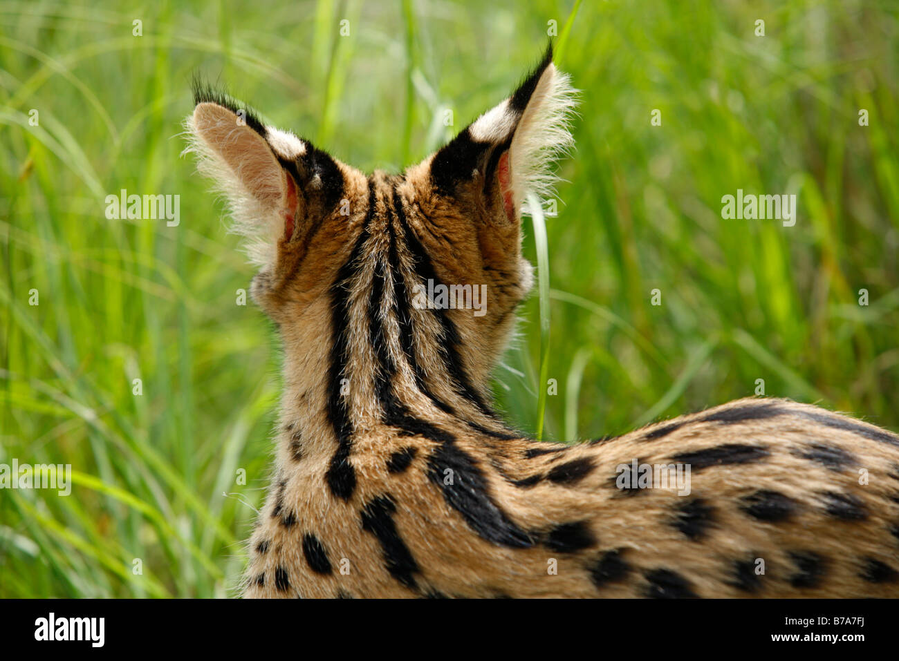 Portrait serval viewed from behind showing the markings on the back and ...