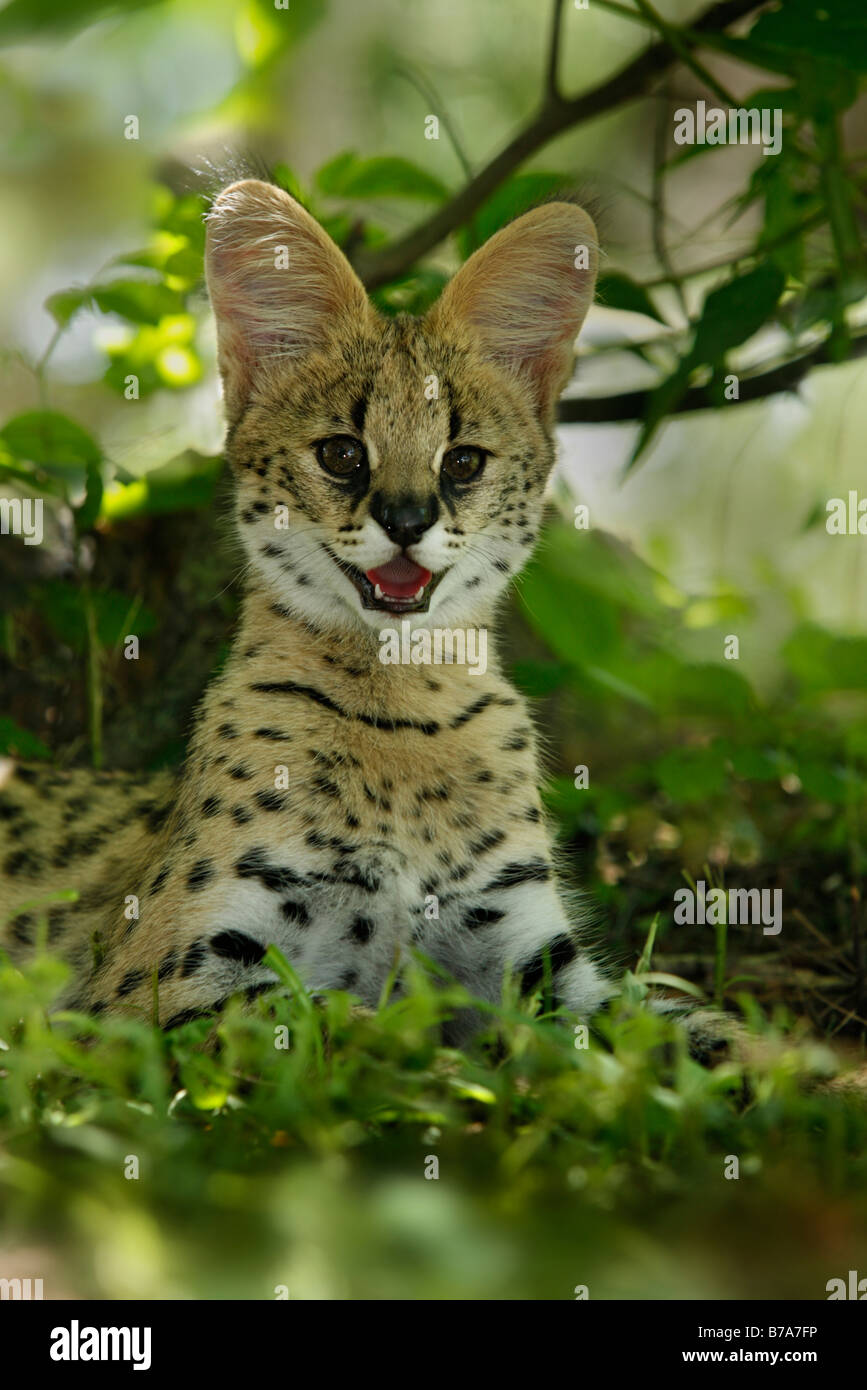 Portrait young serval Stock Photo - Alamy
