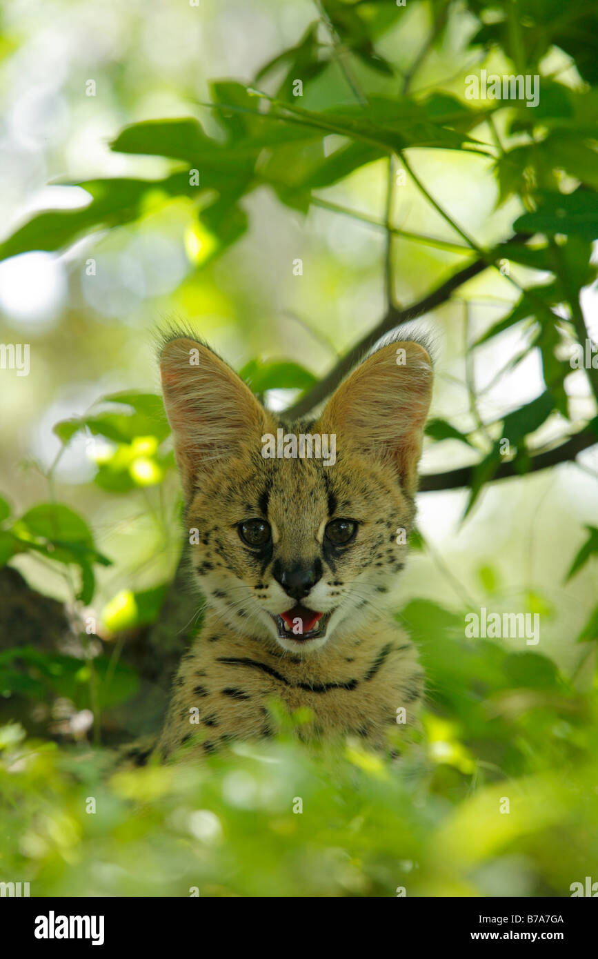 Serval lying hi-res stock photography and images - Alamy