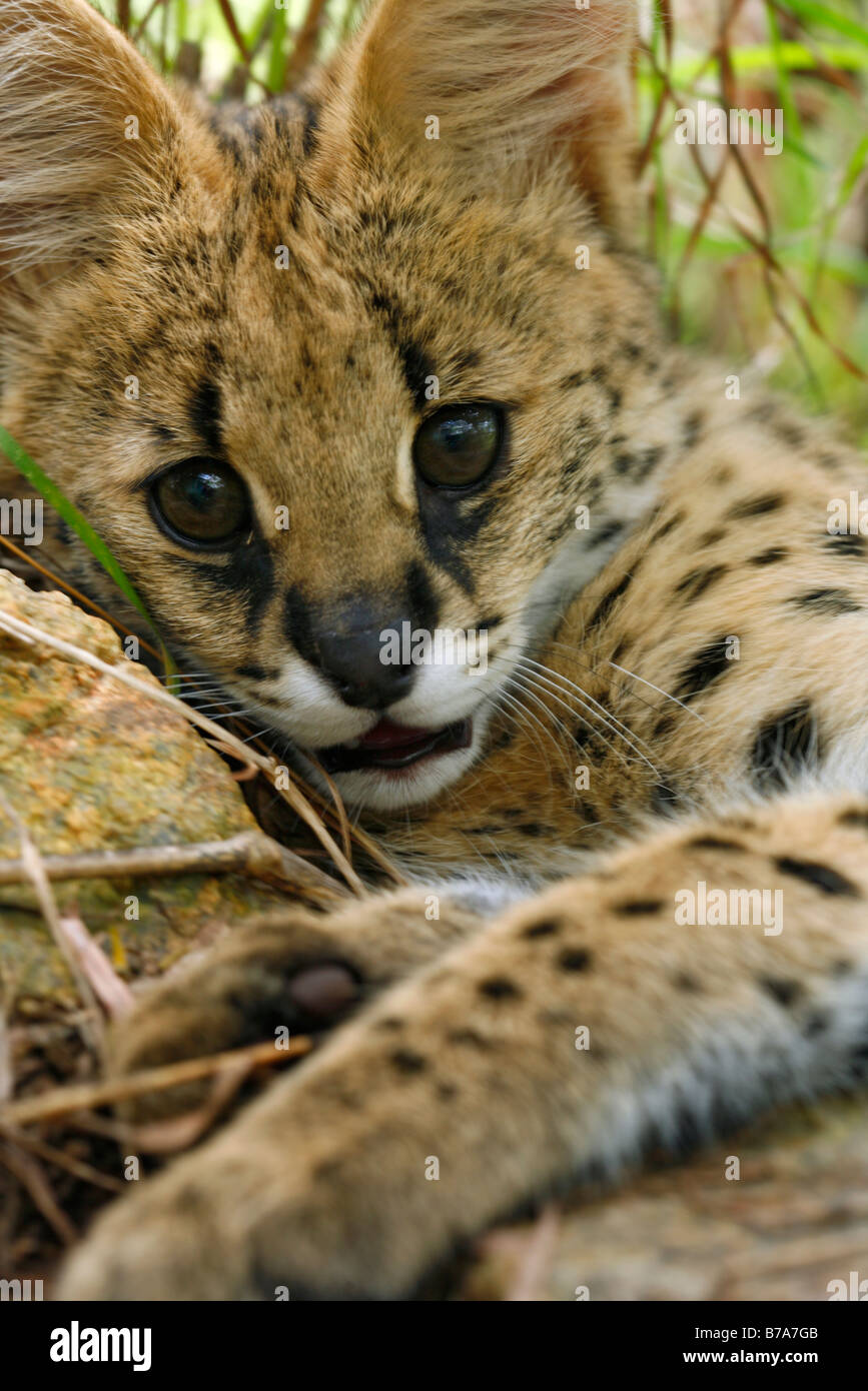 Portrait young serval Stock Photo - Alamy
