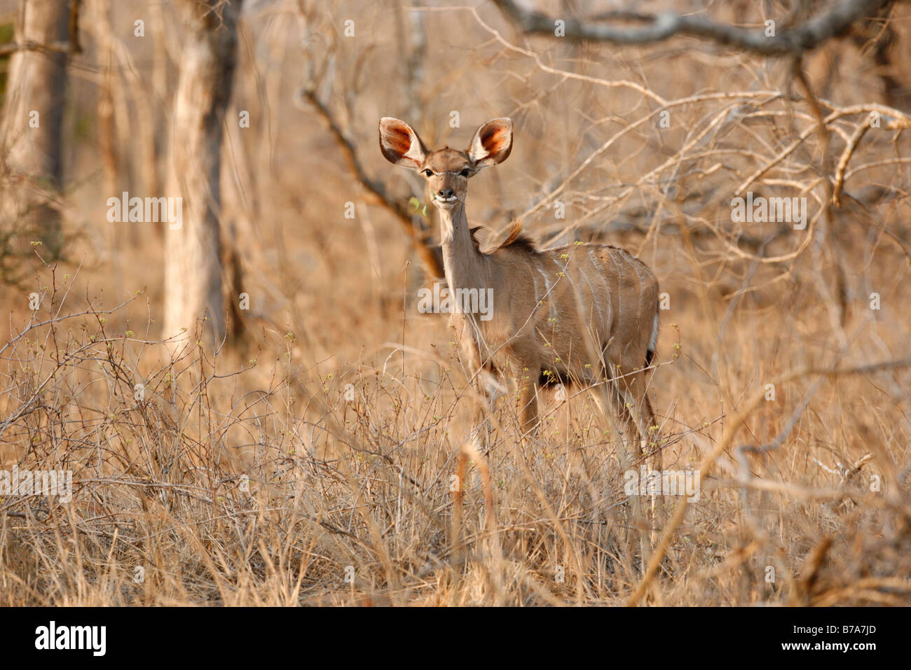 Female small kudu hi-res stock photography and images - Alamy