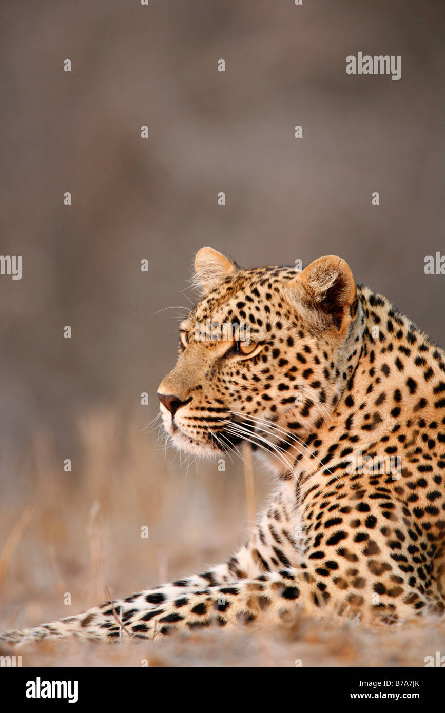 Portrait of a leopard looking alert Stock Photo - Alamy