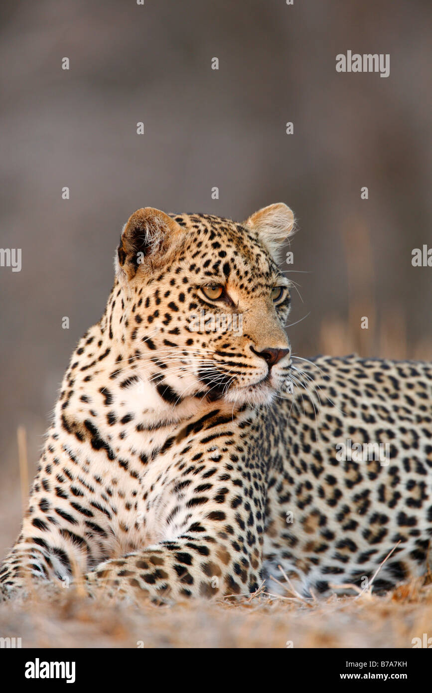 Portrait of a leopard looking alert Stock Photo - Alamy