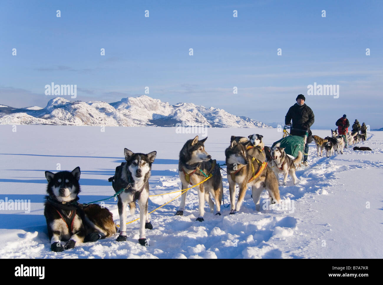 Sled dogs, sledge dogs resting on the ice of frozen Lake Laberge, Yukon ...