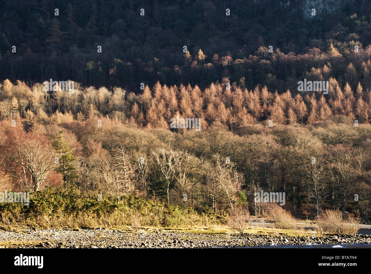 Derwent wood hi-res stock photography and images - Alamy