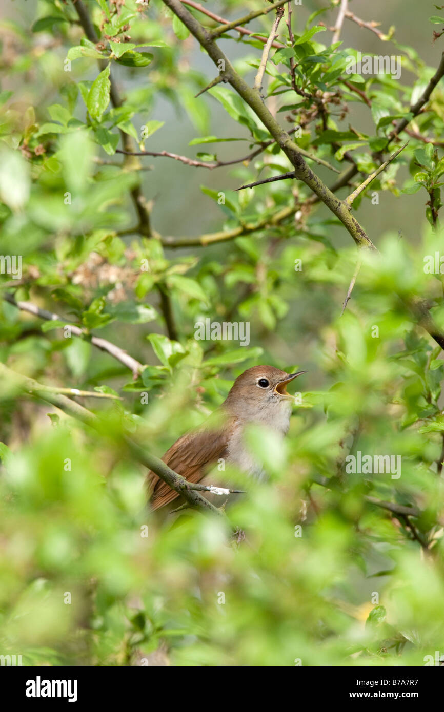 Nightingale Luscinia megarhynchos singing in bushes in May UK England ...