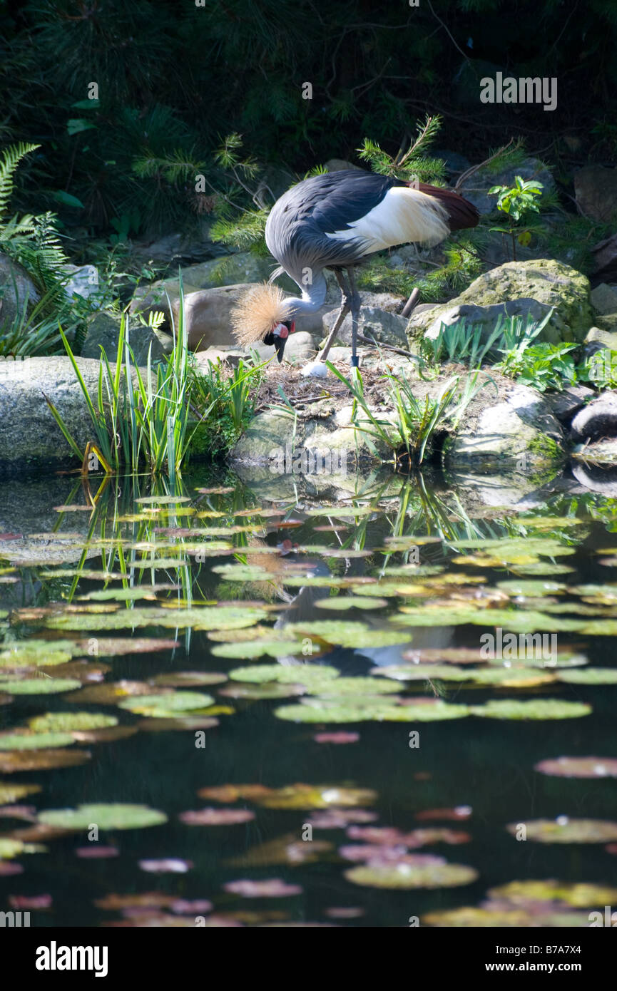 Eating crane hi-res stock photography and images - Alamy