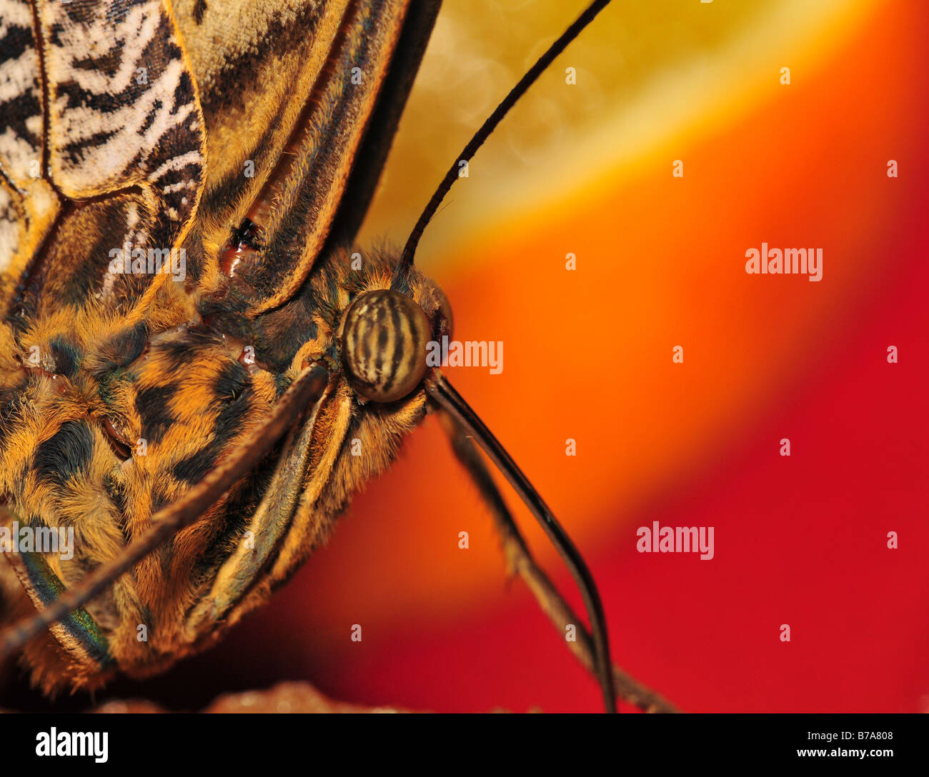 Wood nymph hi-res stock photography and images - Alamy