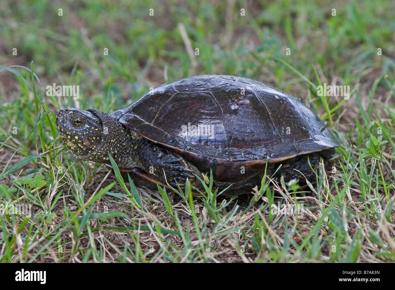 European Pond Turtle (Emys orbicularis Stock Photo - Alamy