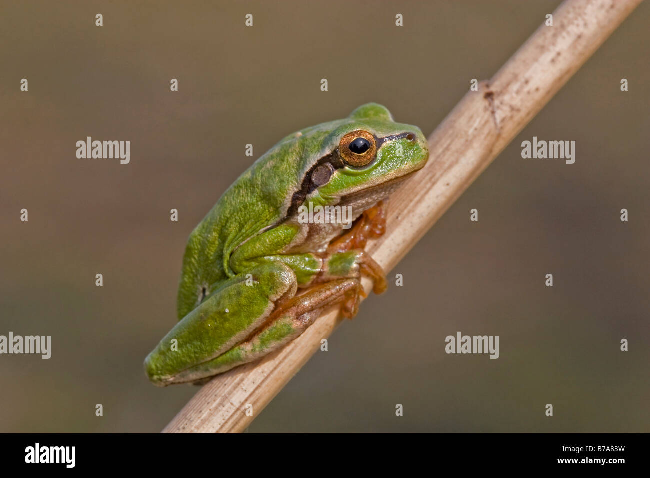 Single common tree frog hi-res stock photography and images - Alamy