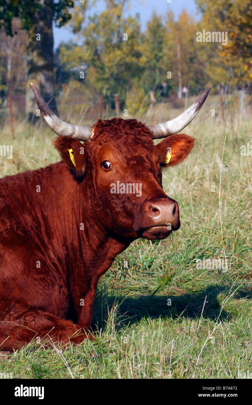Salers cattle, domestic cattle, cattle breed (Bos primigenius f. taurus ...