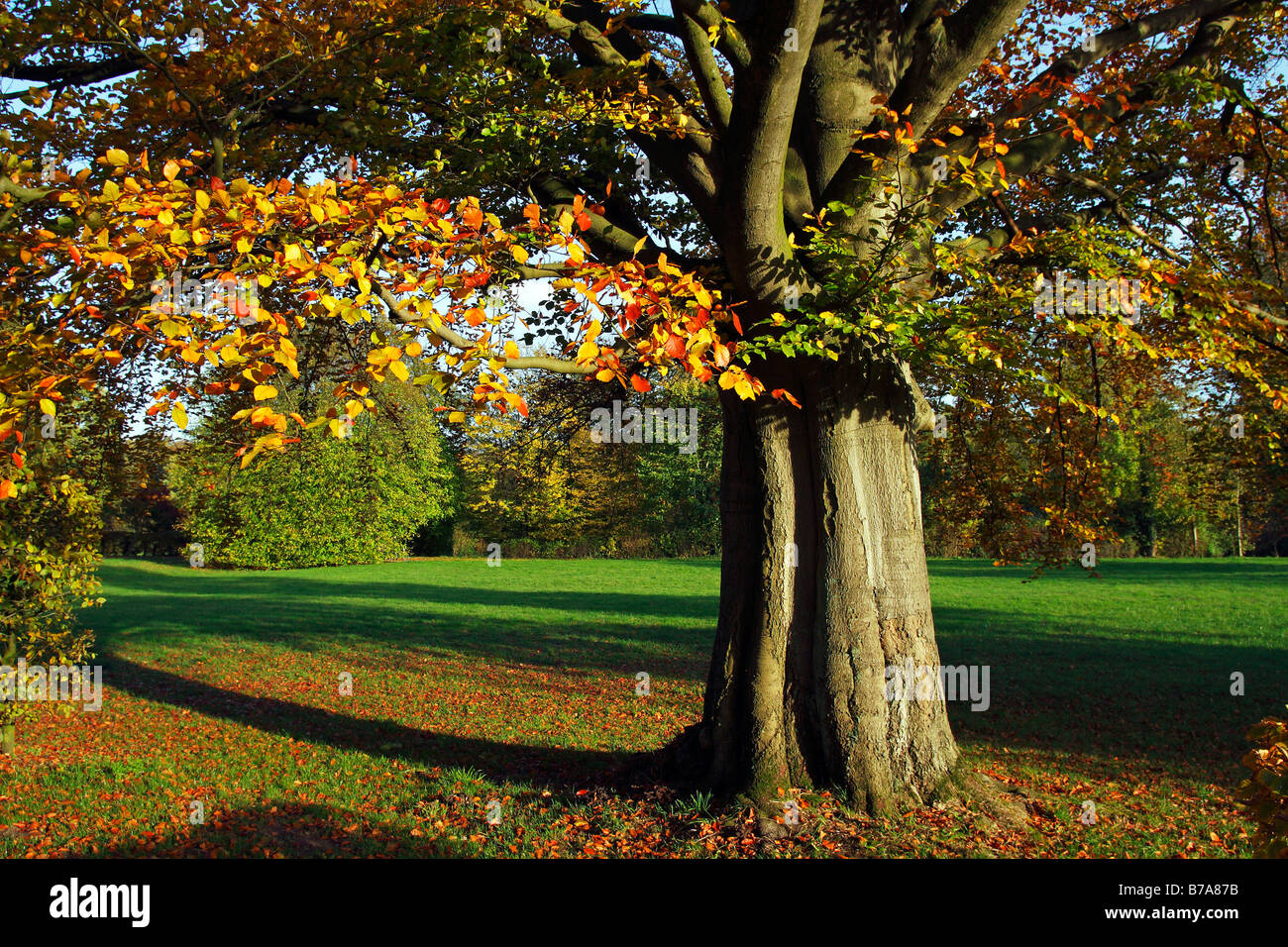 Common beech, European beech (Fagus sylvatica), leaves in autumn ...