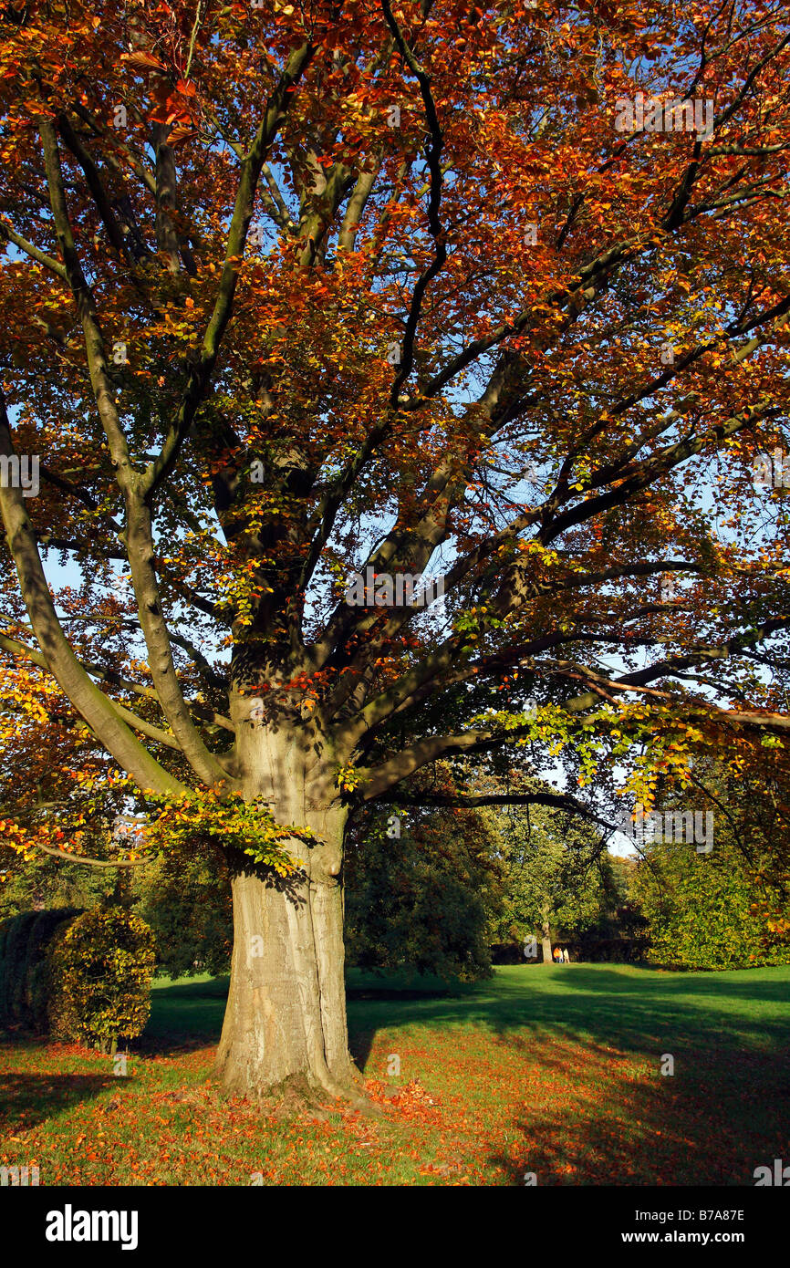 European Beech or Common Beech (Fagus sylvatica) in the autumnal ...