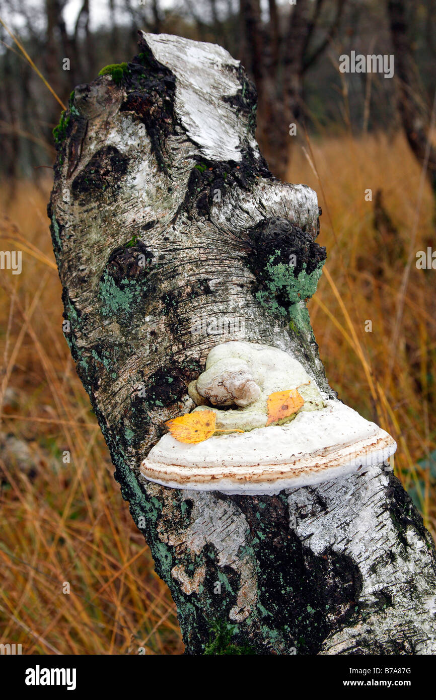 Rotting trunks hi-res stock photography and images - Alamy