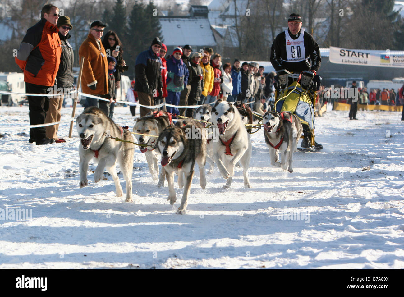 Team of Huskies during a sleddog race Stock Photo - Alamy