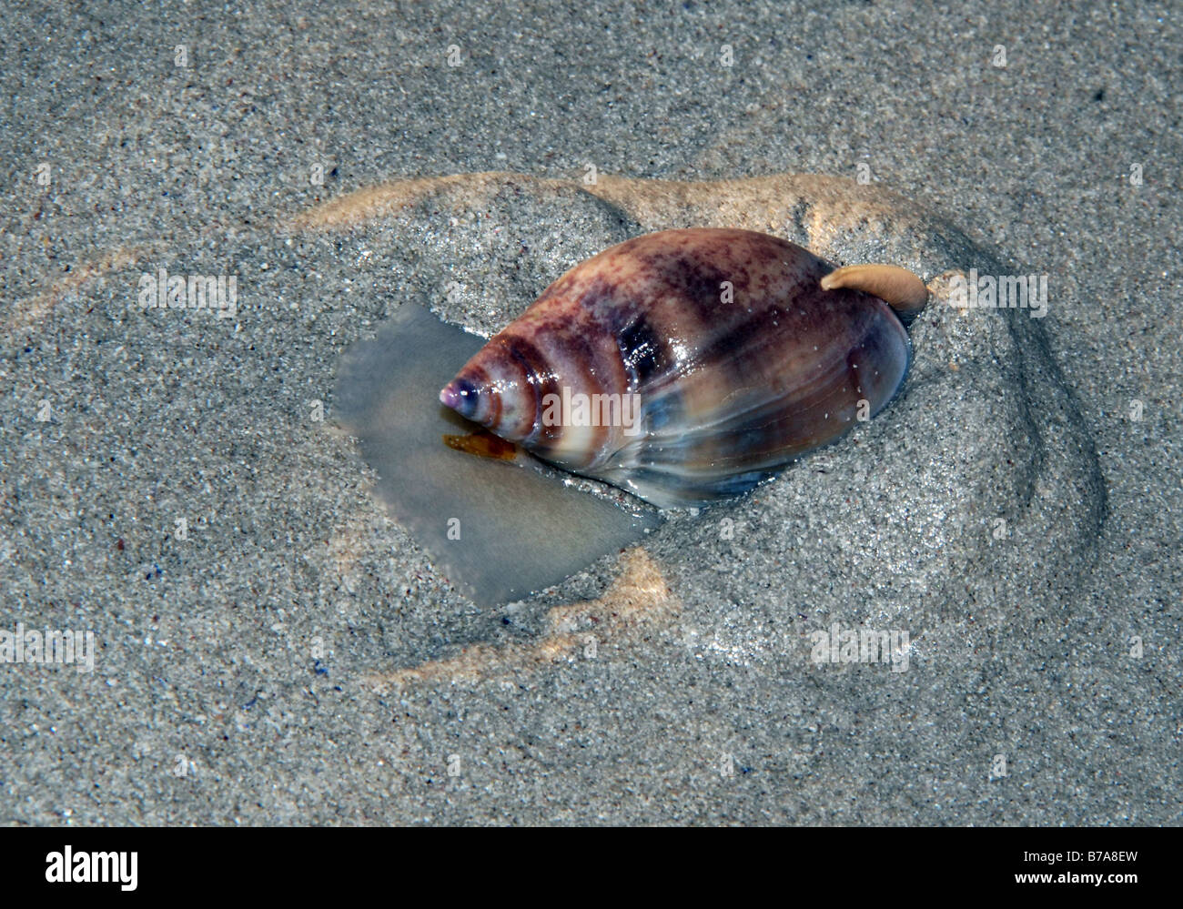 Sand slug hi-res stock photography and images - Alamy